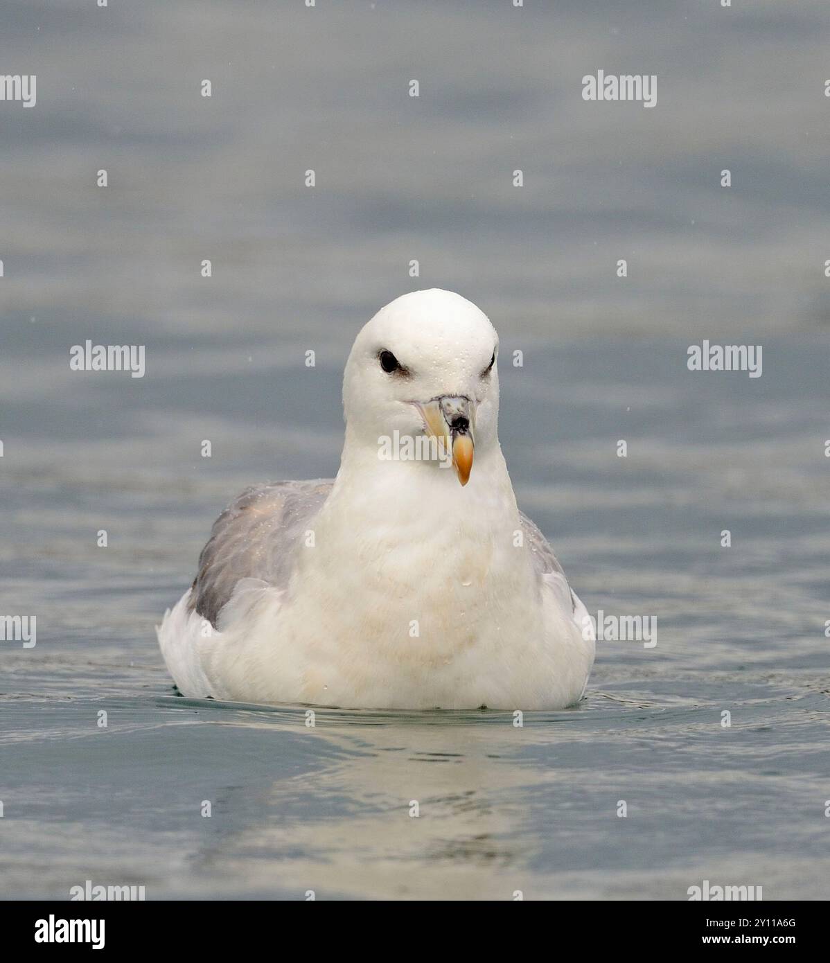 Northern fulmar fulmarus glacialis in the rain hi-res stock photography ...