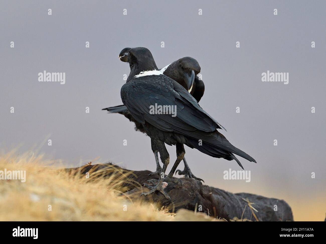 Couple of vulture raven (Corvus albicollis), Giant's Castle National ...