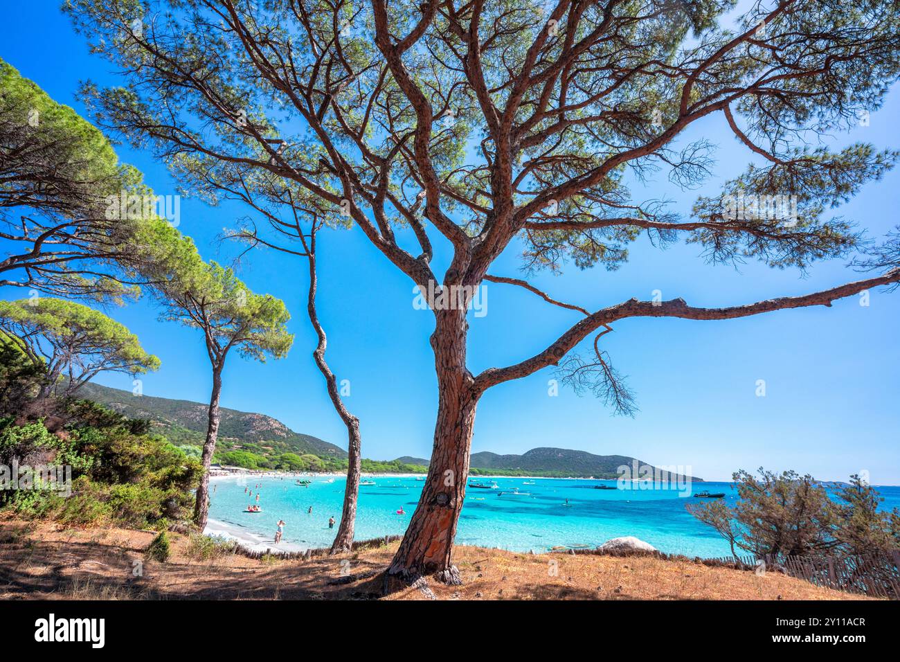 the famous Palombaggia beach seen from the pine forest behind it. Porto Vecchio, Corse-du-Sud ...