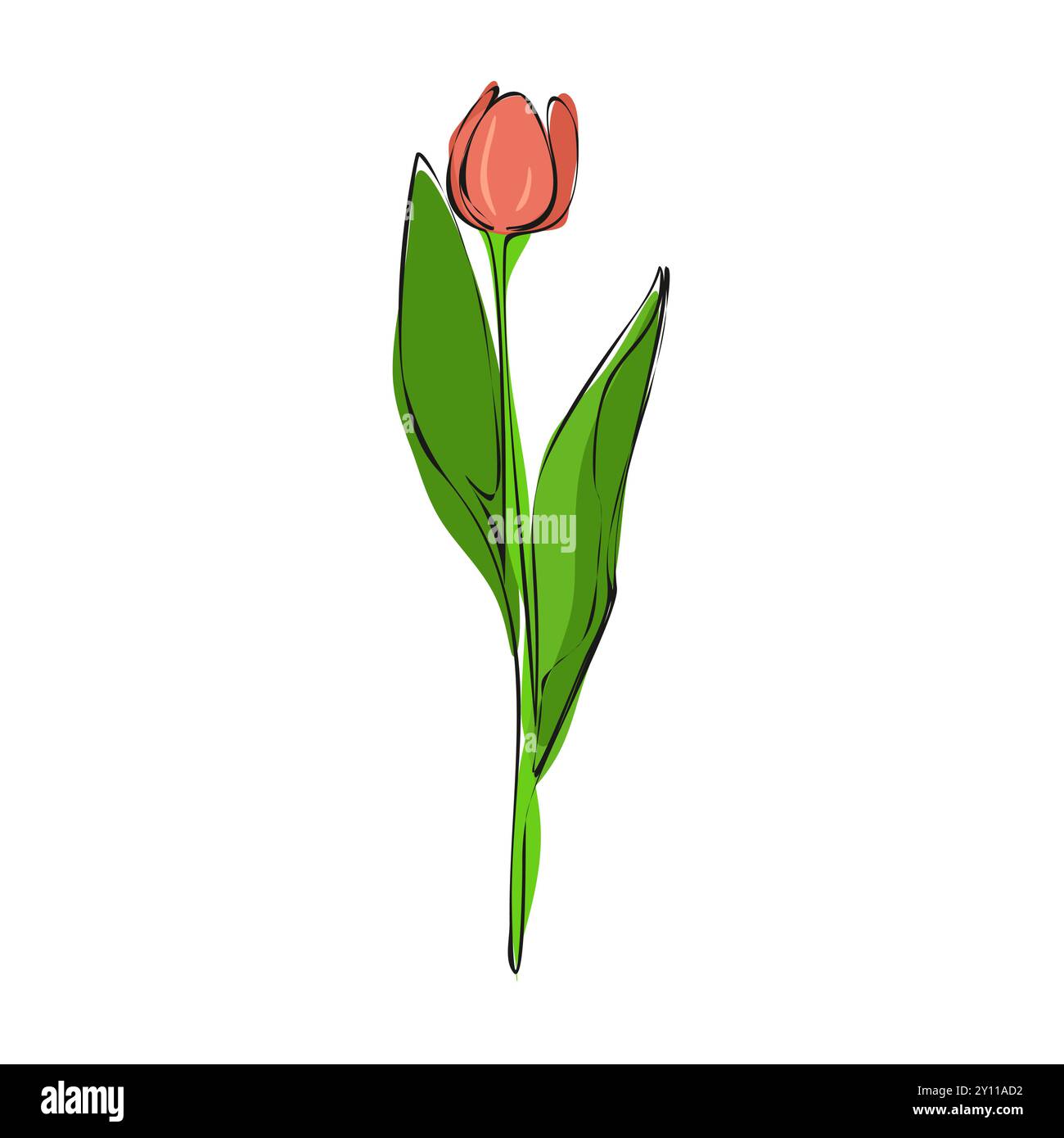 Tulip Line Drawing. Minimalistic colorful Floral illustration isolated ...