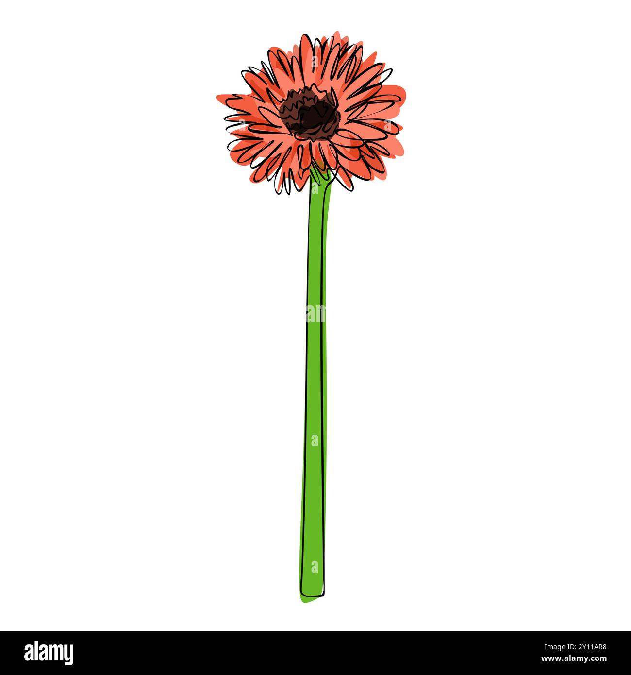 Gerbera Line Drawing. Minimalistic colorful Floral illustration ...
