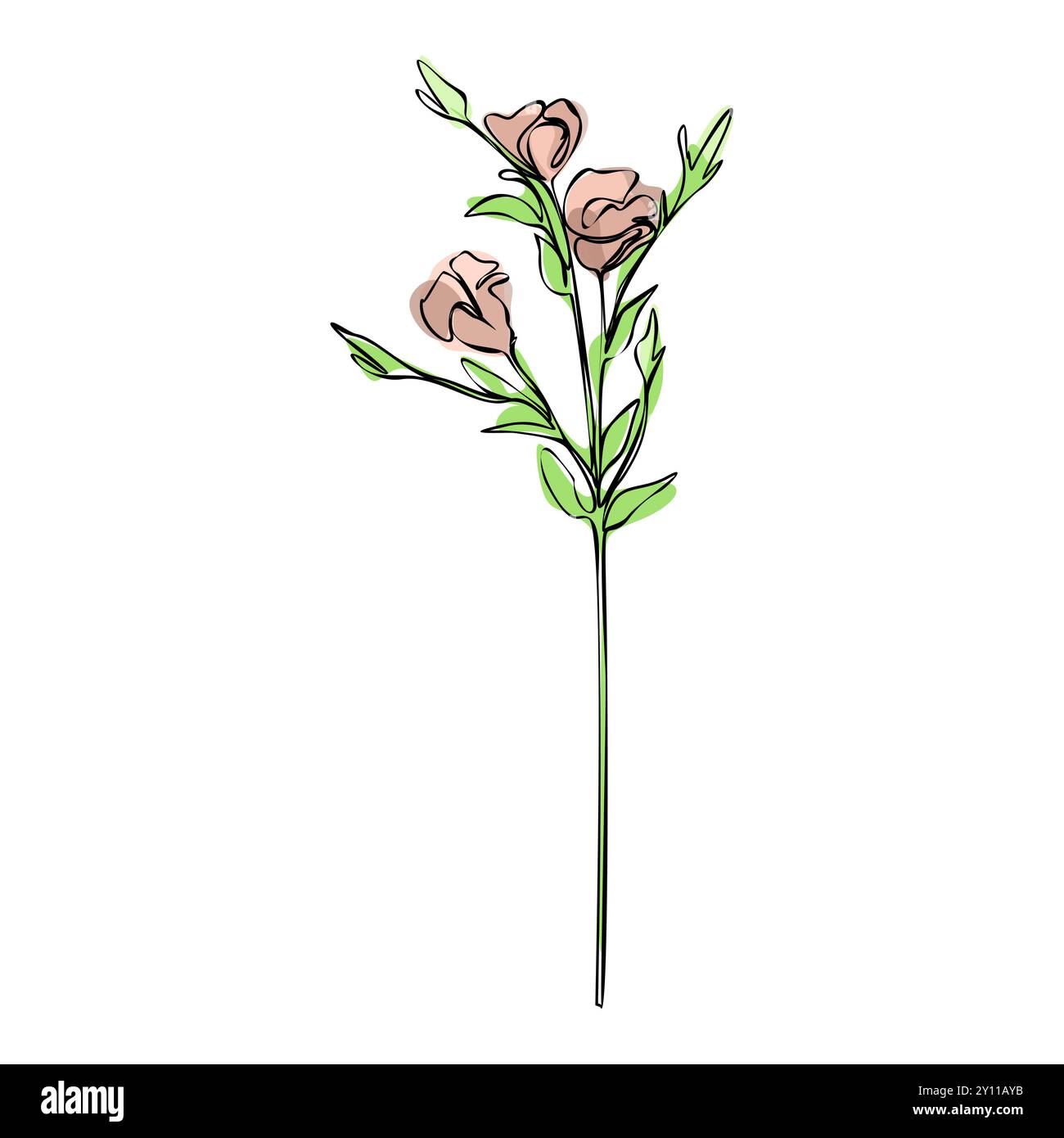 Lisianthus Line Drawing. Minimalistic colorful Floral illustration ...