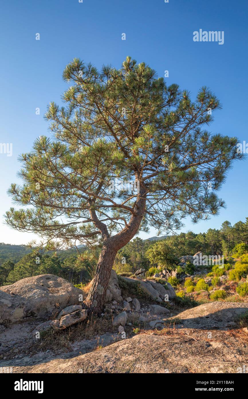 pine tree and rocks, natural and wild environment in the Regional ...