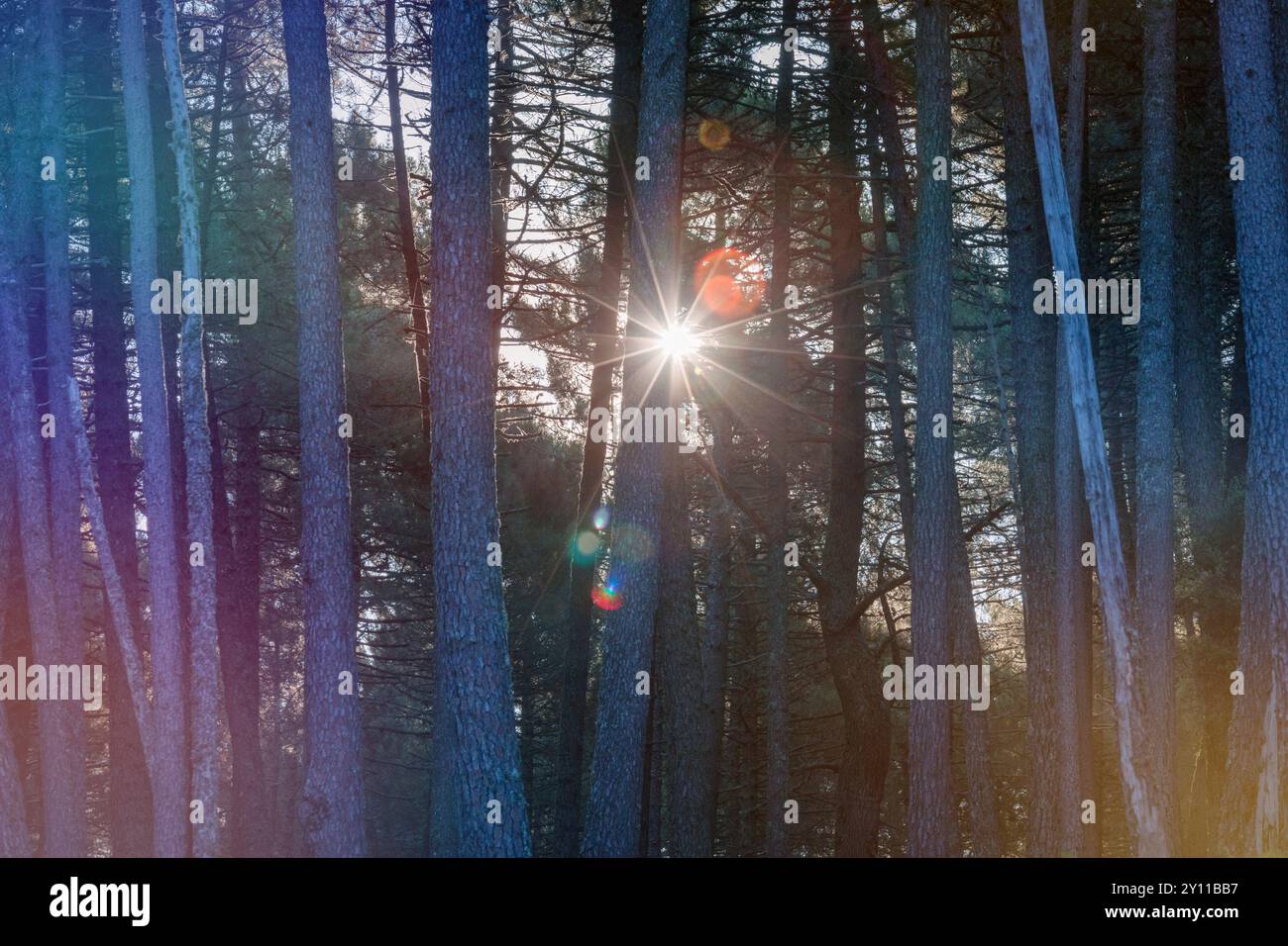 forest near Zonza in the Corsica hinterland, Corse-du-Sud, France Stock ...