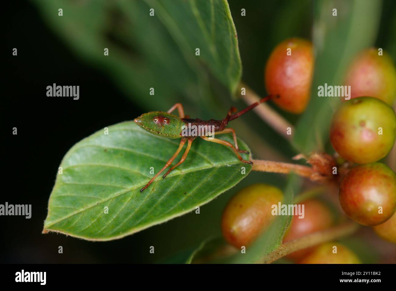 Nymph of the box bug (Gonocerus acuteangulatus) on alder tree (Rhamnus ...