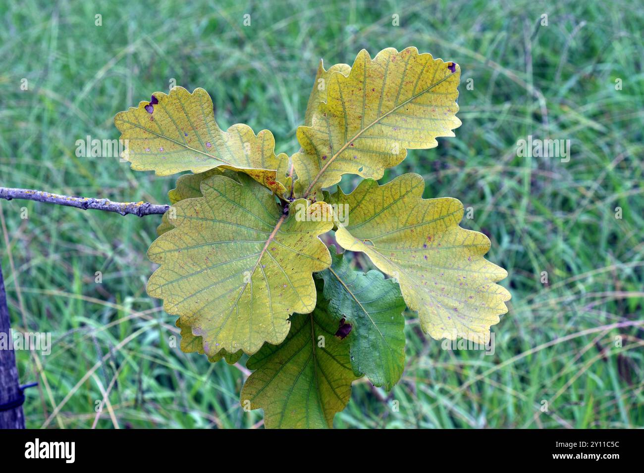 Leaves of Japanese emperor oak (Quercus dentata Stock Photo - Alamy