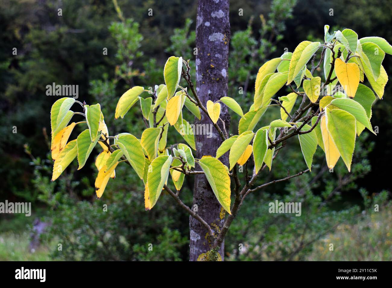 Paper mulberry leaves (Broussonetia papyrifera Stock Photo - Alamy
