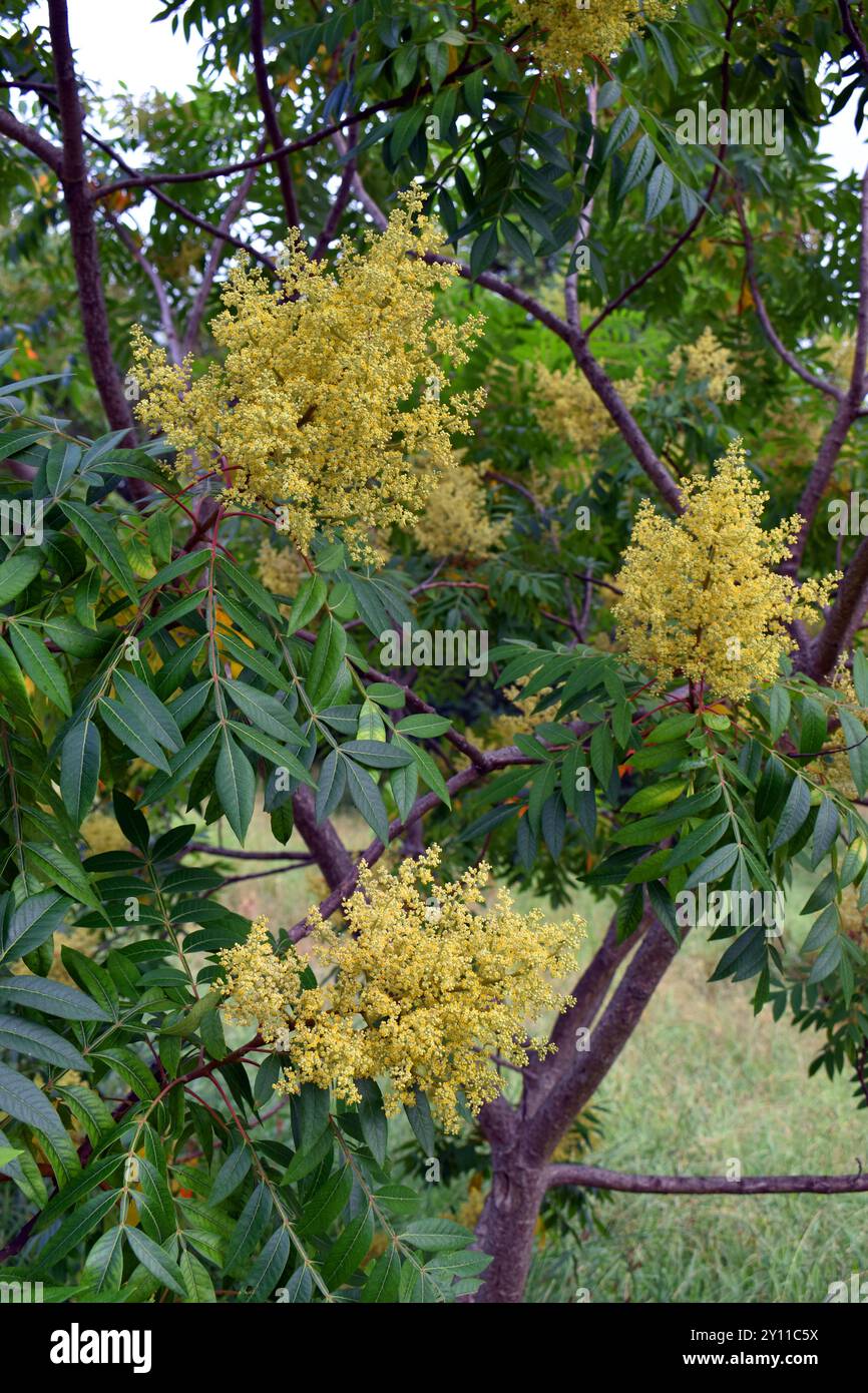 Yellow flowers of winged sumac (Rhus copallinum Stock Photo - Alamy