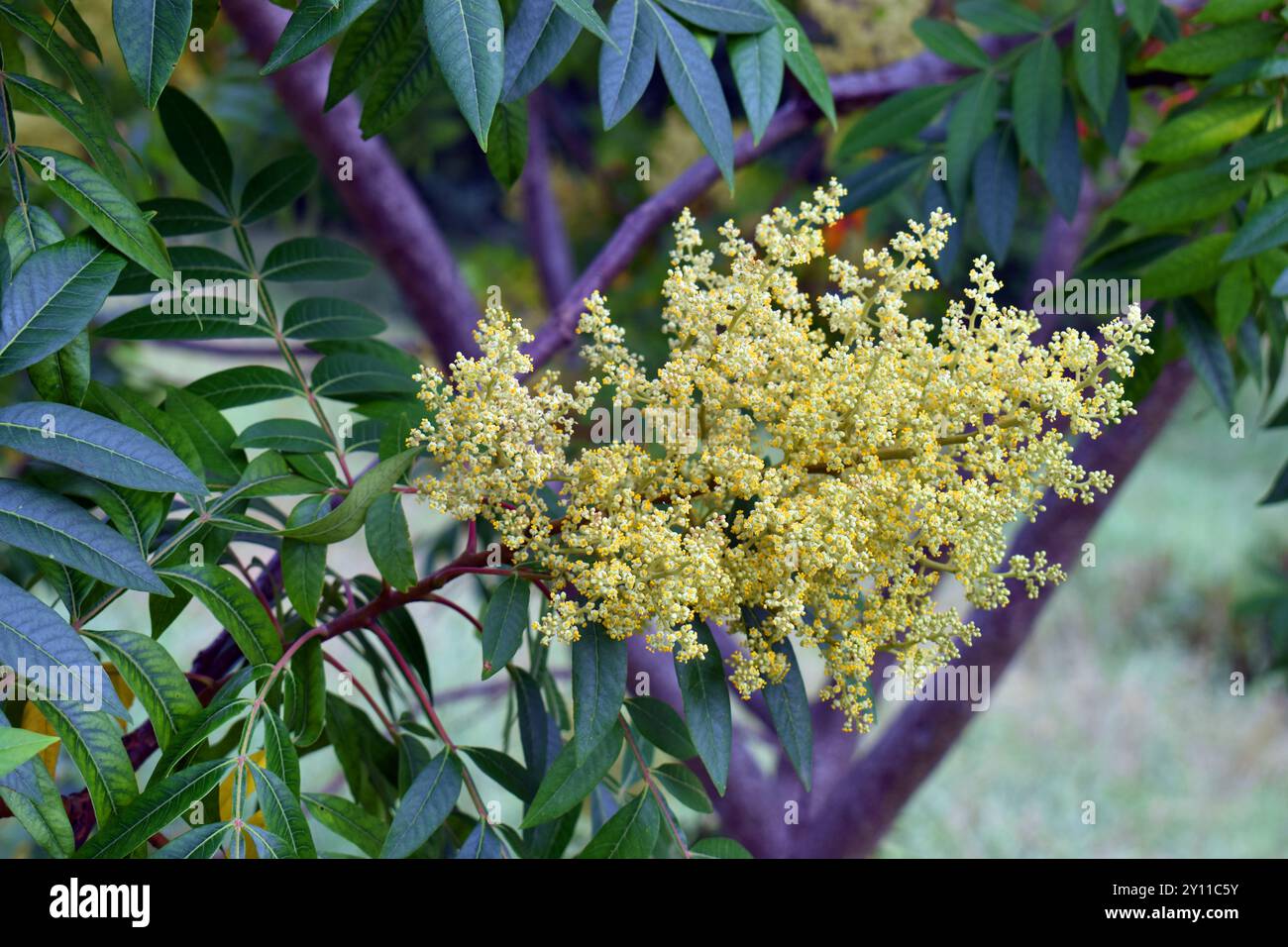 Yellow flowers of winged sumac (Rhus copallinum Stock Photo - Alamy
