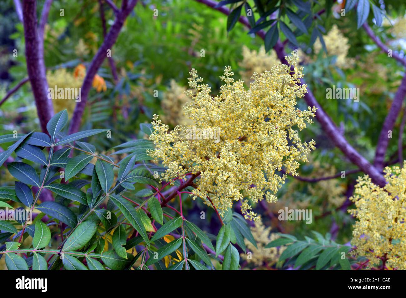 Yellow flowers of winged sumac (Rhus copallinum Stock Photo - Alamy