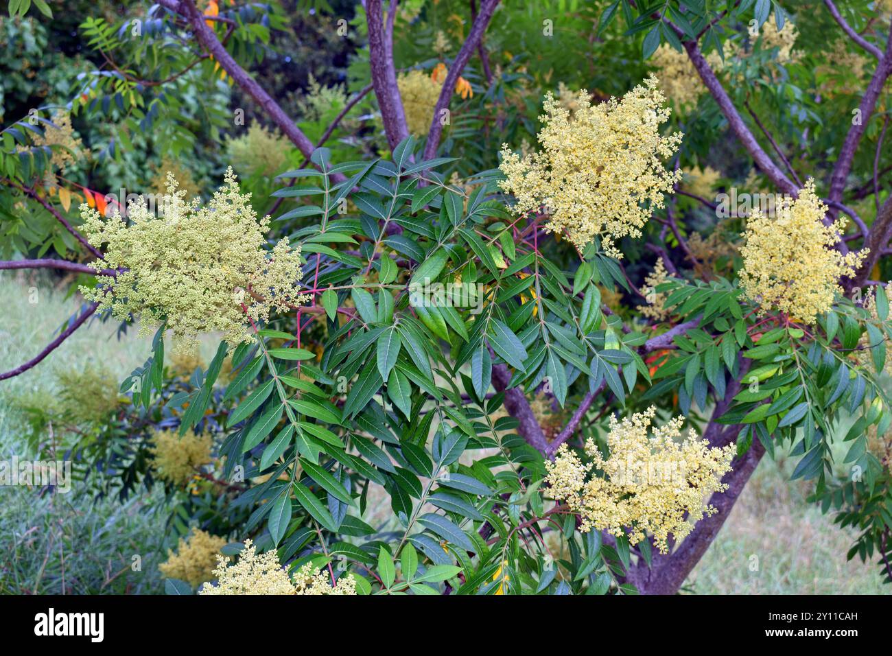 Yellow flowers of winged sumac (Rhus copallinum Stock Photo - Alamy