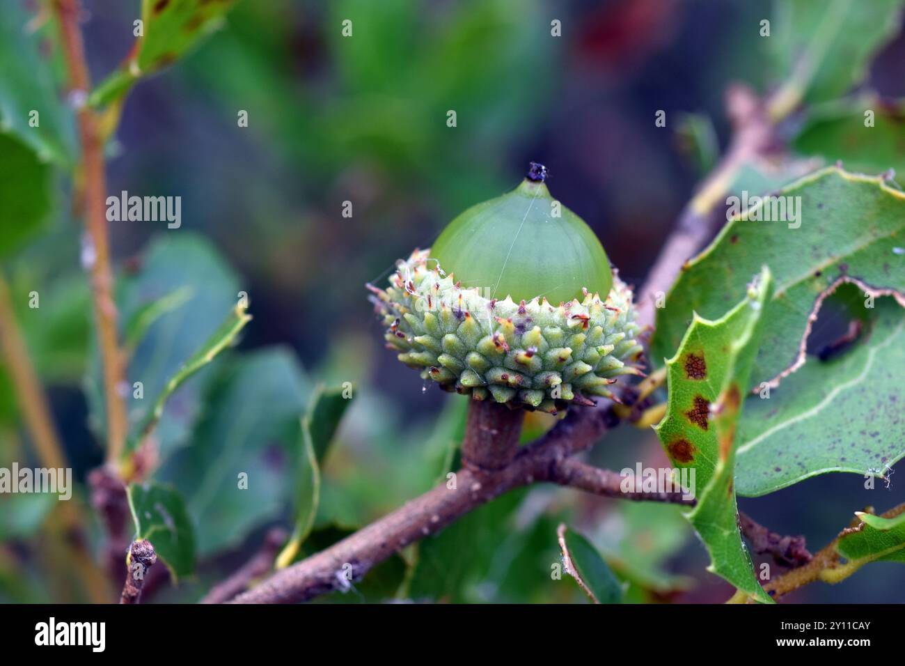 Leaves and acorn of kermes oak (Quercus coccifera Stock Photo - Alamy