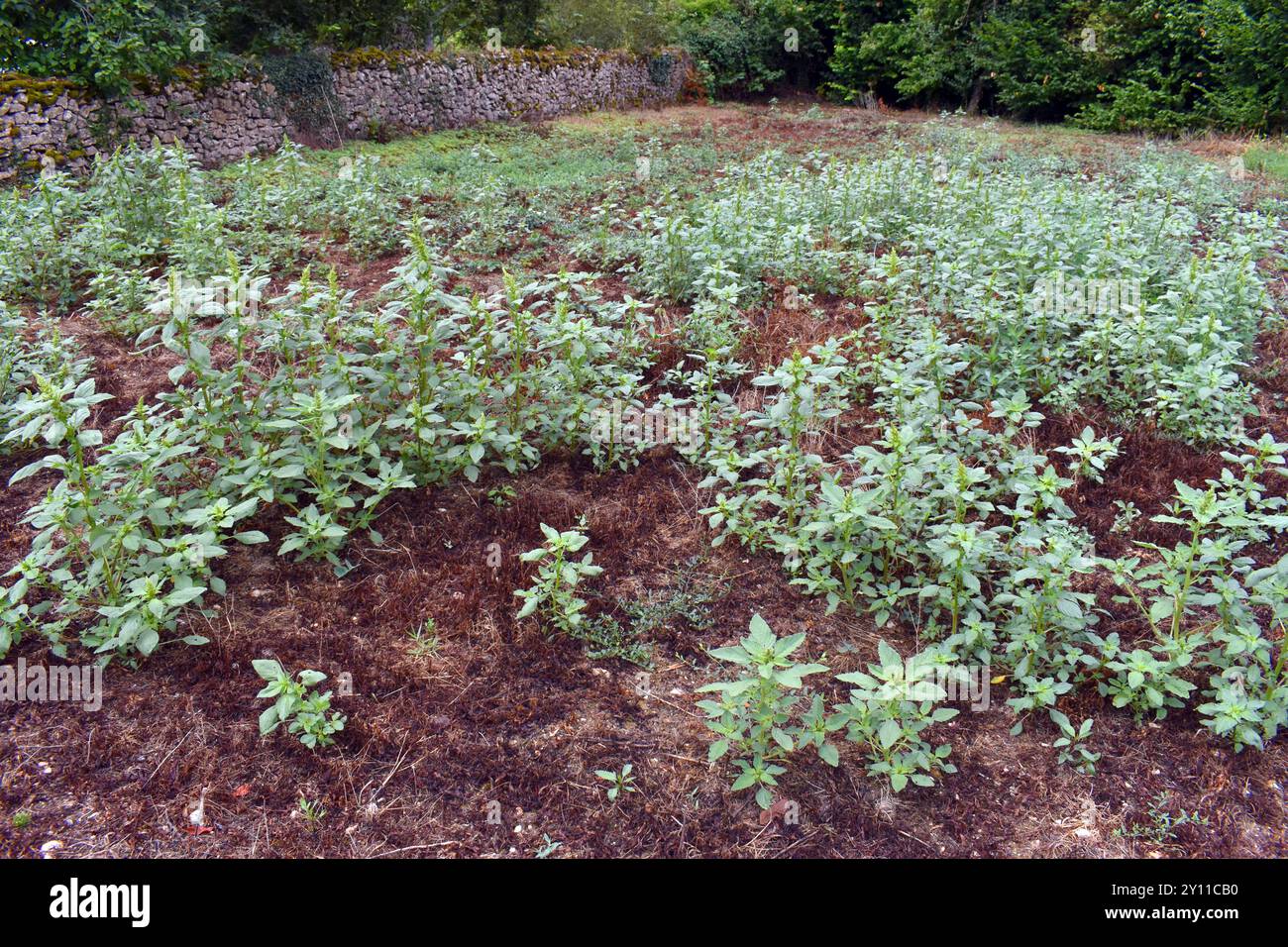 The red-root amaranth (Amaranthus retroflexus) in a fallow field Stock ...