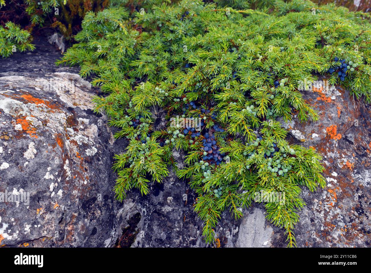 Common juniper (Juniperus communis) with its berries Stock Photo - Alamy