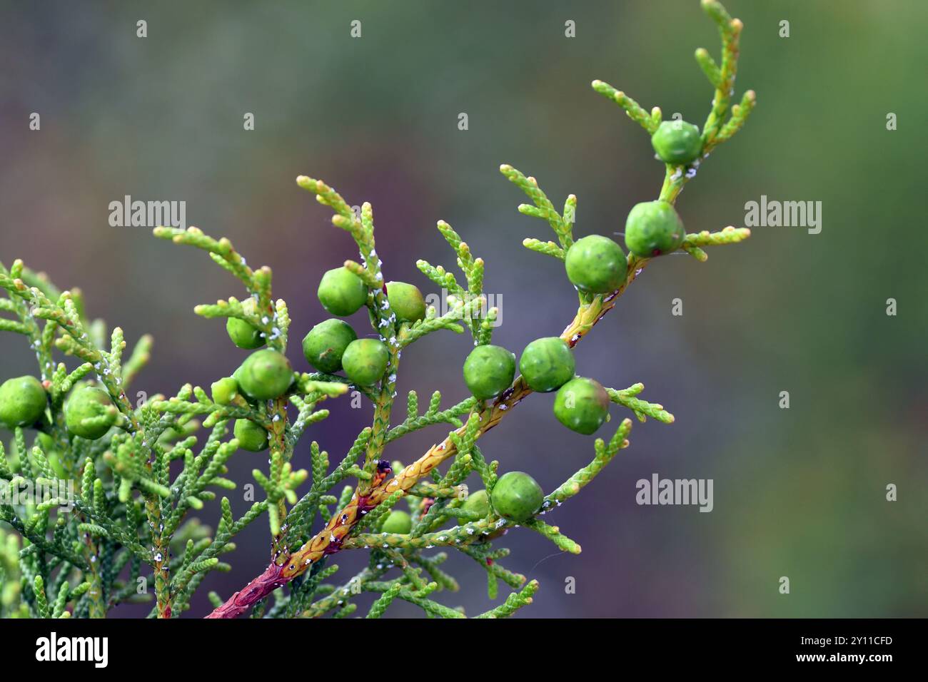 Green (unripe) fruits of the Phoenicean juniper (Juniperus phoenicea ...