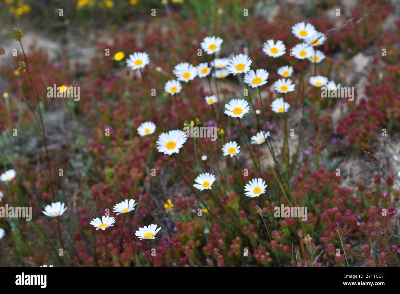 Loamy soil hi-res stock photography and images - Alamy