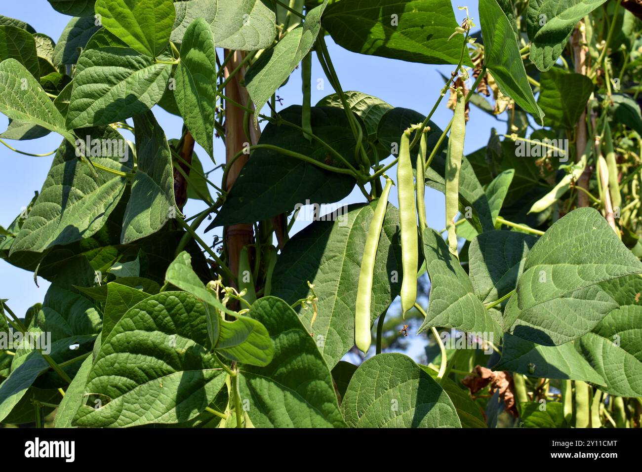 Green bean pods in a vegetable garden Stock Photo - Alamy
