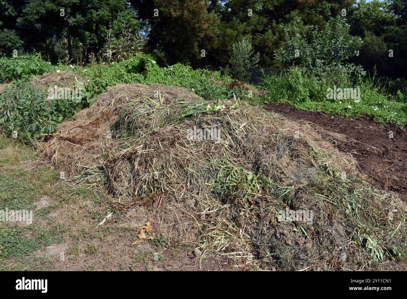 Plant and herb remains for composting Stock Photo - Alamy