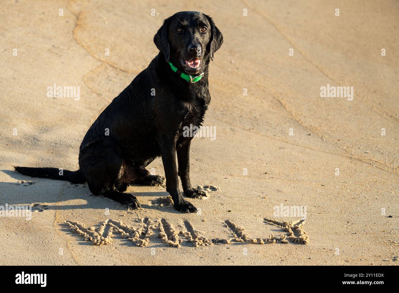 Black Labrador dog sitting on the beach, with his name Willy written in ...