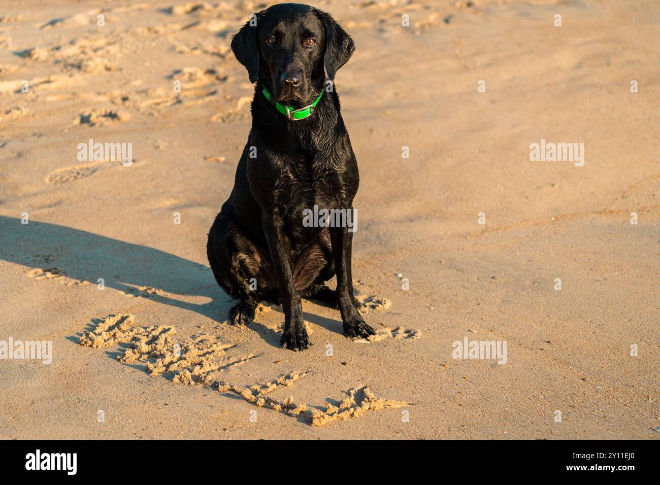 Black Labrador dog sitting on the beach, with his name Willy written in ...