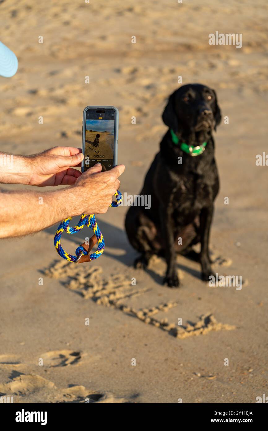 Man takes a photo of a black labrador retriever dog at the beach, with ...