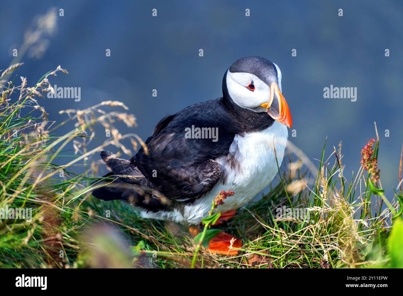 Puffin, puffin, bird, coast, cliffs, mountains, Iceland, Europe Stock ...
