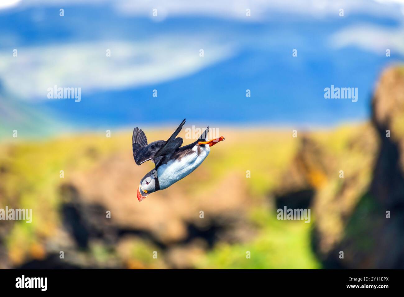 Puffin, puffin, bird, coast, cliffs, mountains, Iceland, Europe Stock ...