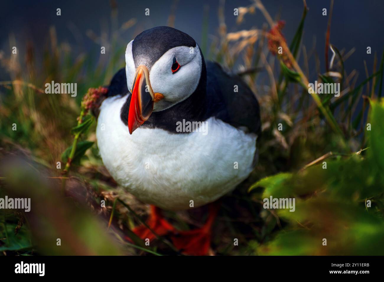 Puffin, puffin, bird, coast, cliffs, mountains, Iceland, Europe Stock ...