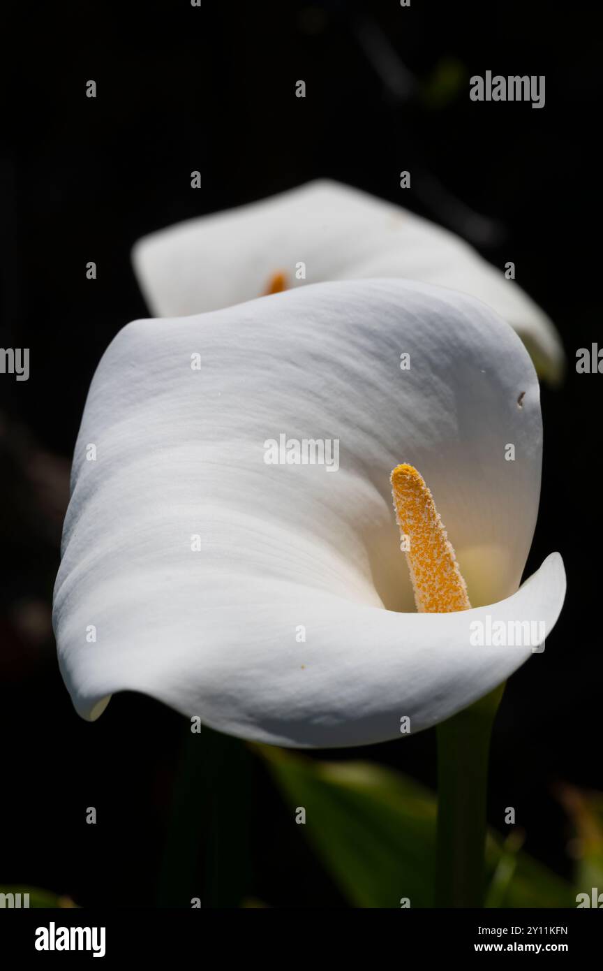 Italy, Tyrrhenian Sea, Lipari Islands / Aeolian Islands, Salina, Hotel ...