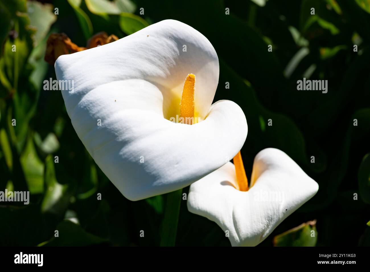 Italy, Tyrrhenian Sea, Lipari Islands / Aeolian Islands, Salina, Hotel ...