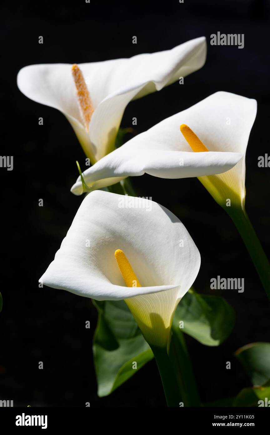 Italy, Tyrrhenian Sea, Lipari Islands / Aeolian Islands, Salina, Hotel ...