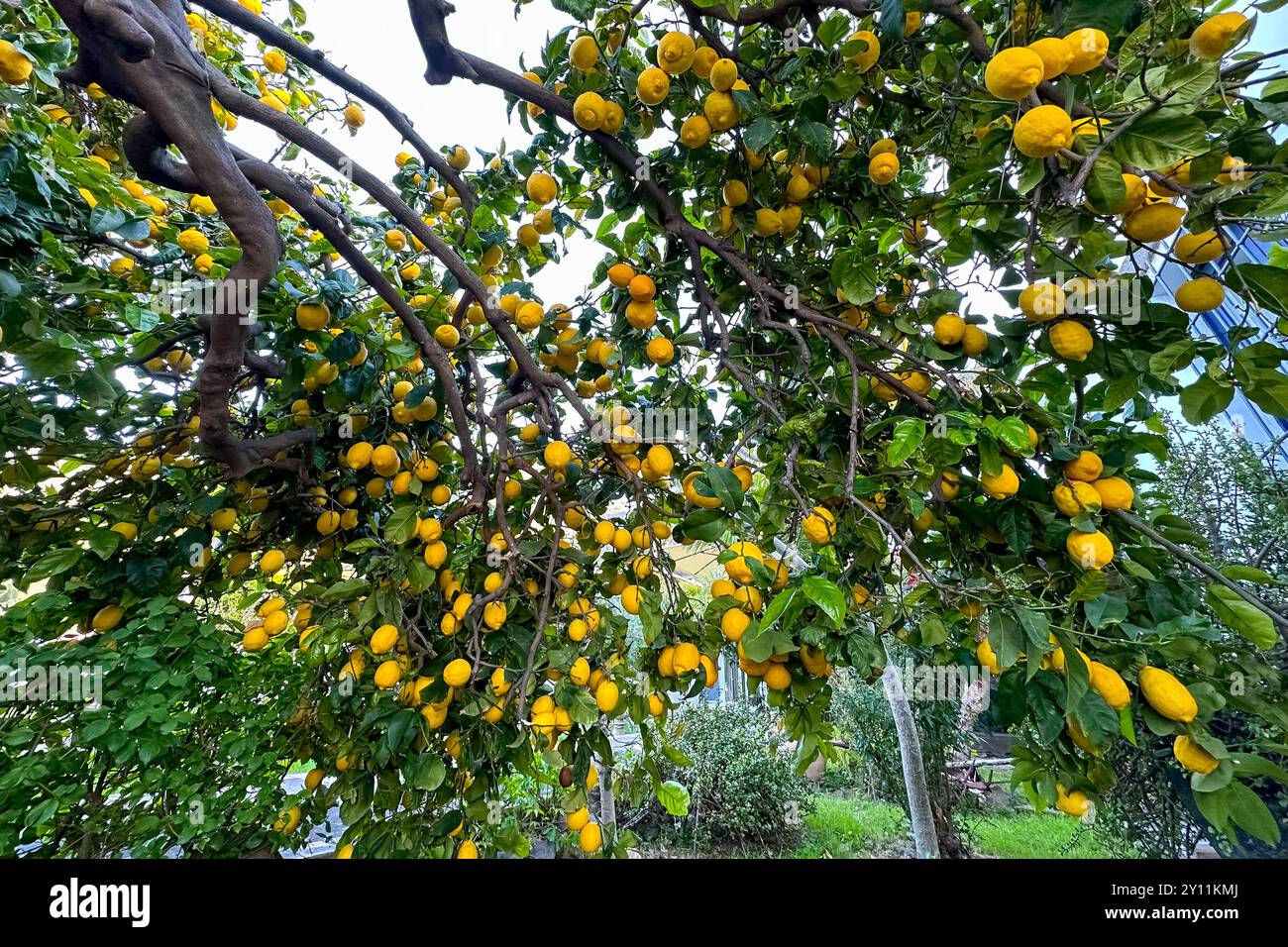 Zotron tree hi-res stock photography and images - Alamy