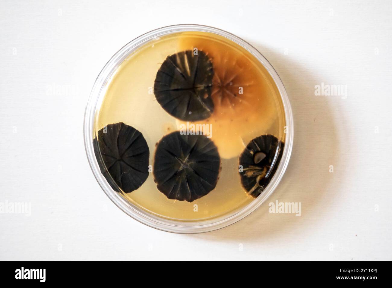 Fungal culture hi-res stock photography and images - Alamy