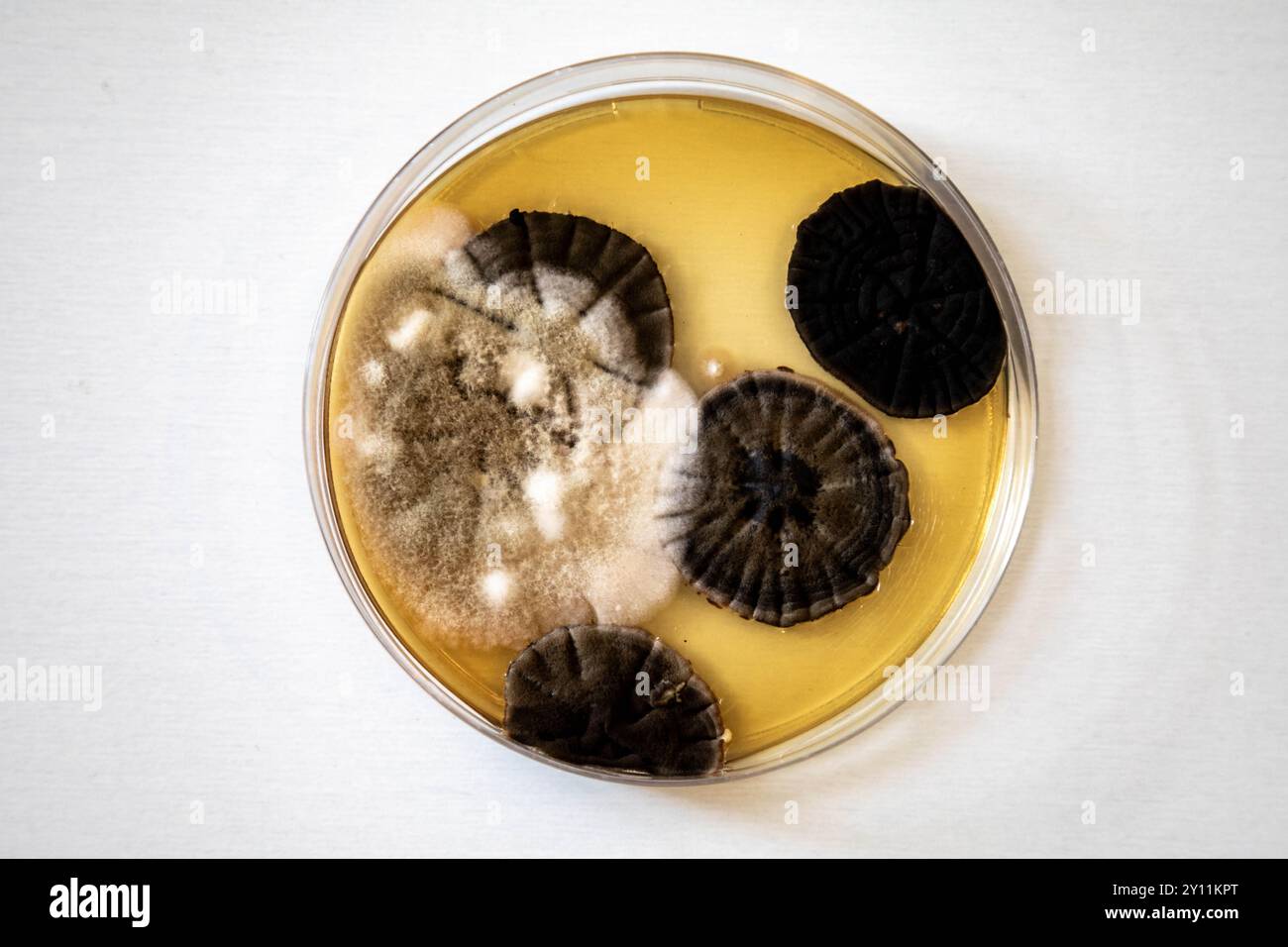 Fungal colonies growing on sabouraud agar culture medium Stock Photo ...