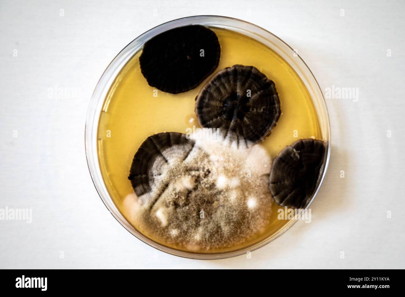 Fungal colonies growing on sabouraud agar culture medium Stock Photo ...