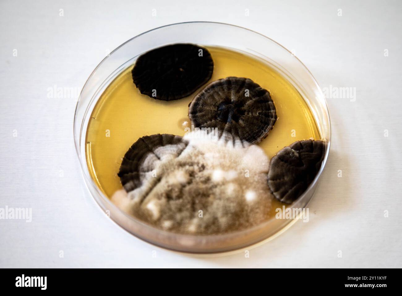 Fungal colonies hi-res stock photography and images - Alamy