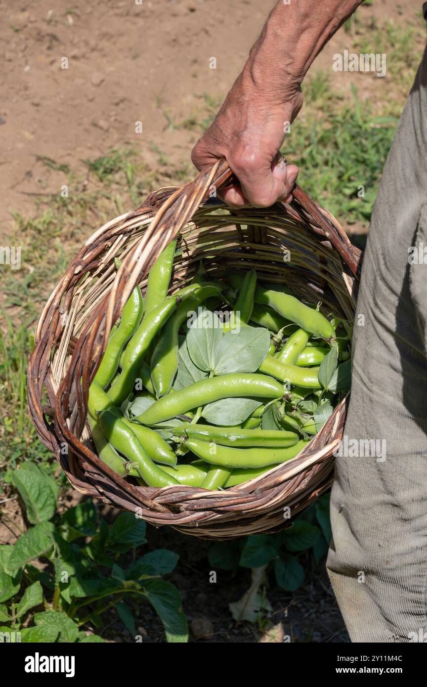 Man carrying basket with beans hi-res stock photography and images - Alamy