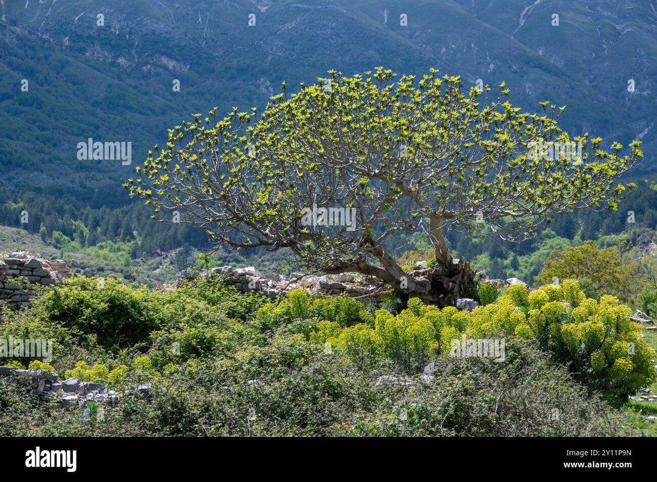 Kurvelesh region hi-res stock photography and images - Alamy