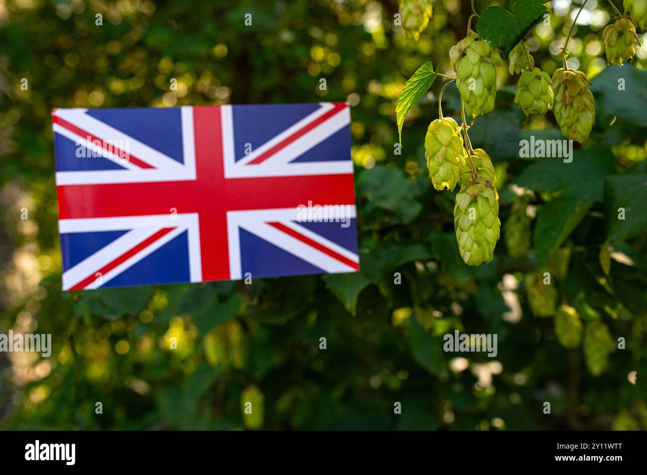 English hops. Brewing beer ingredient. 2024 Stock Photo - Alamy