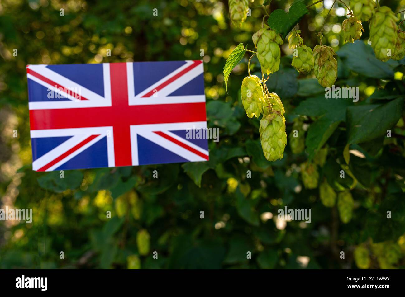 English hops. Brewing beer ingredient. 2024 Stock Photo - Alamy