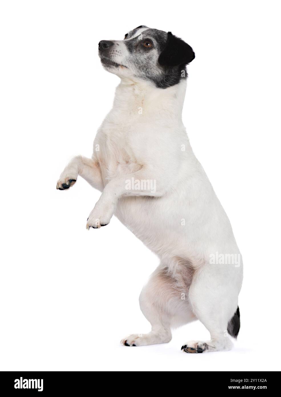 Jack Russel Terier Stock Photo - Alamy