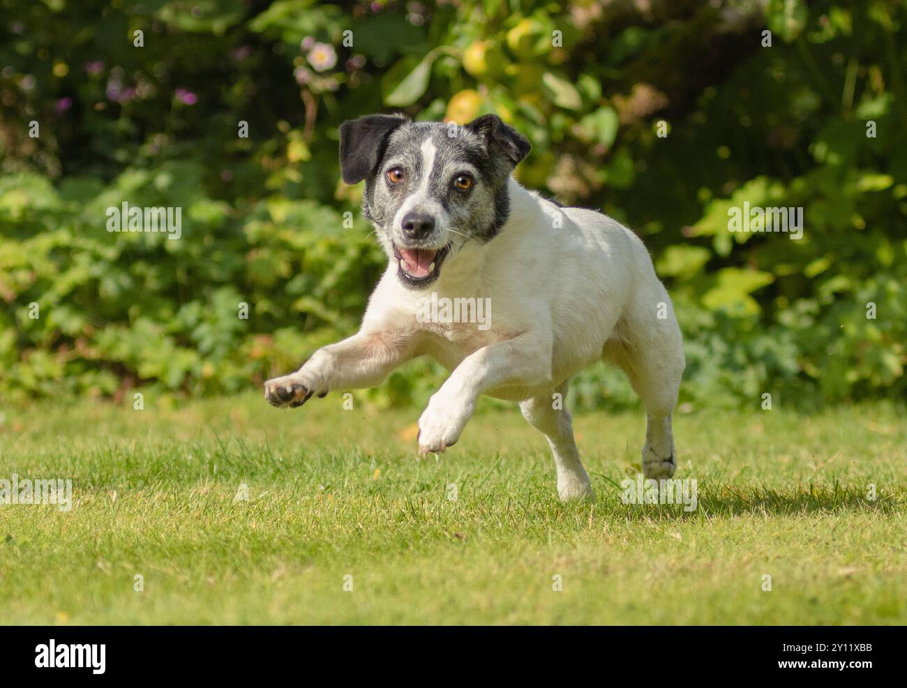 Jack Russel Terrier running Stock Photo - Alamy