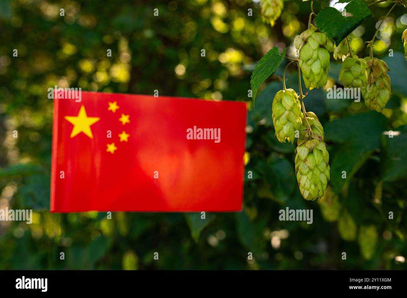 Hops beer china hi-res stock photography and images - Alamy
