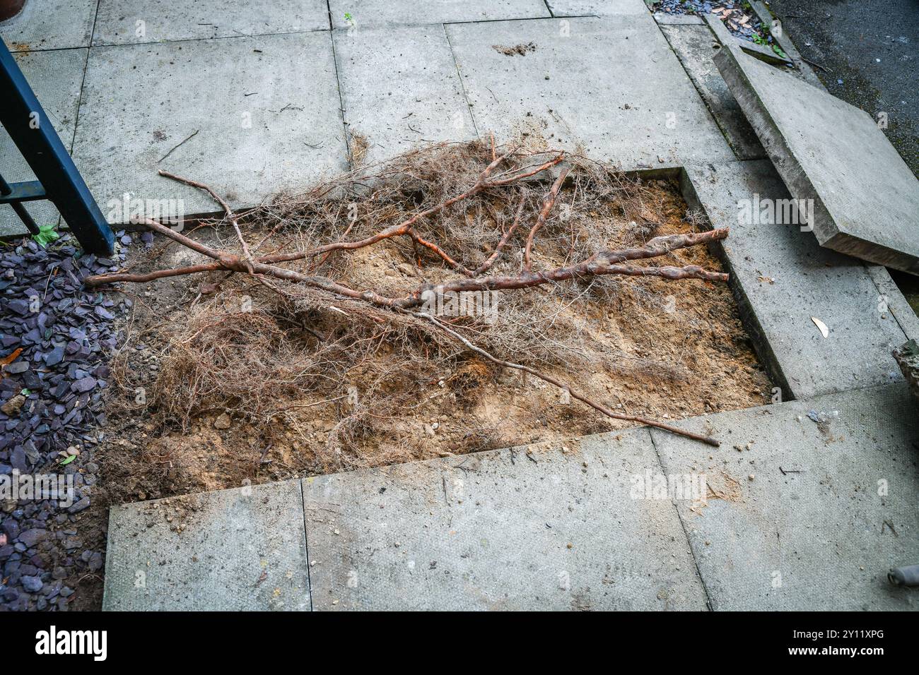 Growing roots of a tree destroying a pavement walkway close up Stock ...