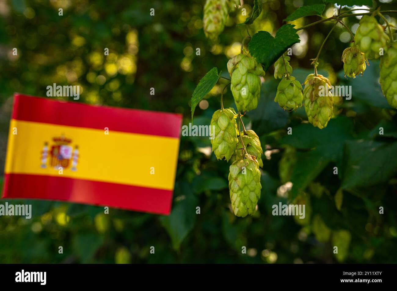 Spanish hops. Brewing beer ingredient. Spain 2024 Stock Photo - Alamy