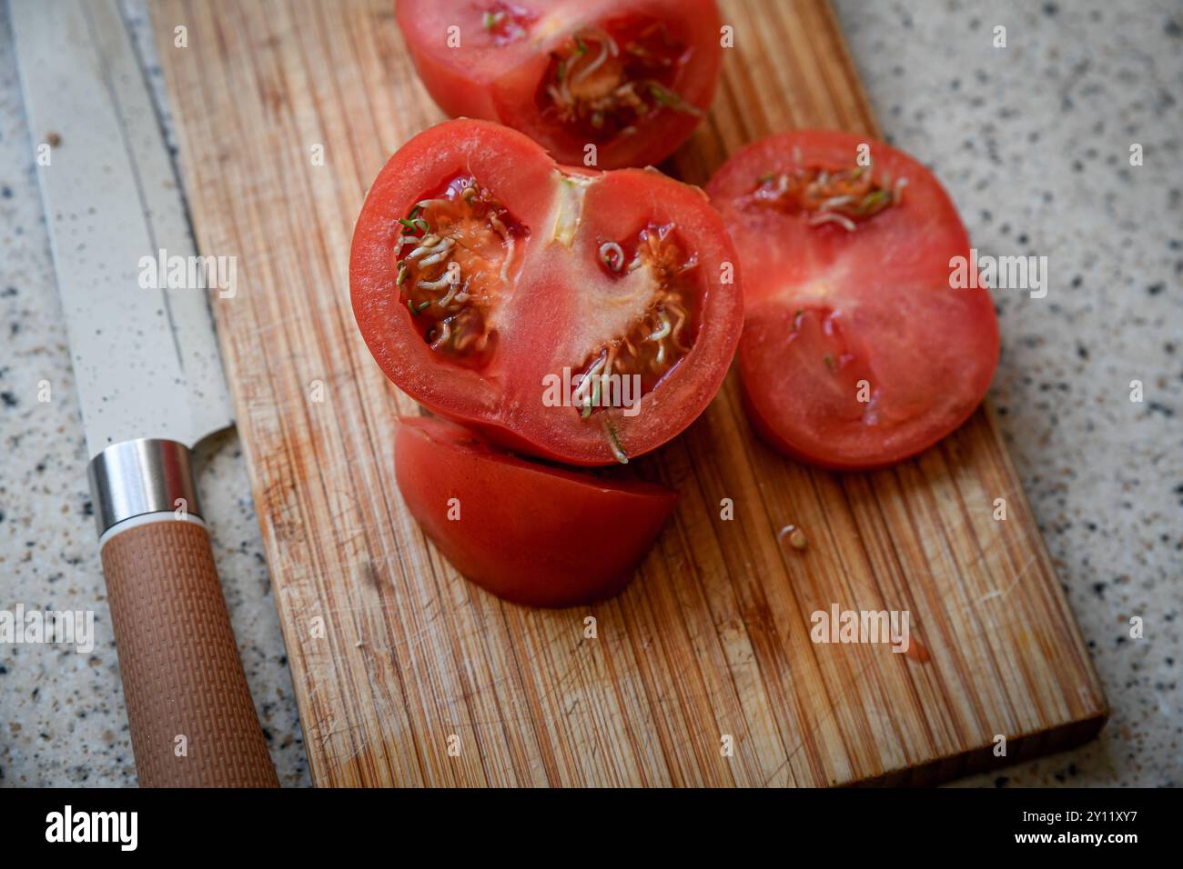 Vivipary seeds germinating inside overripe tomato on the cutting desk ...