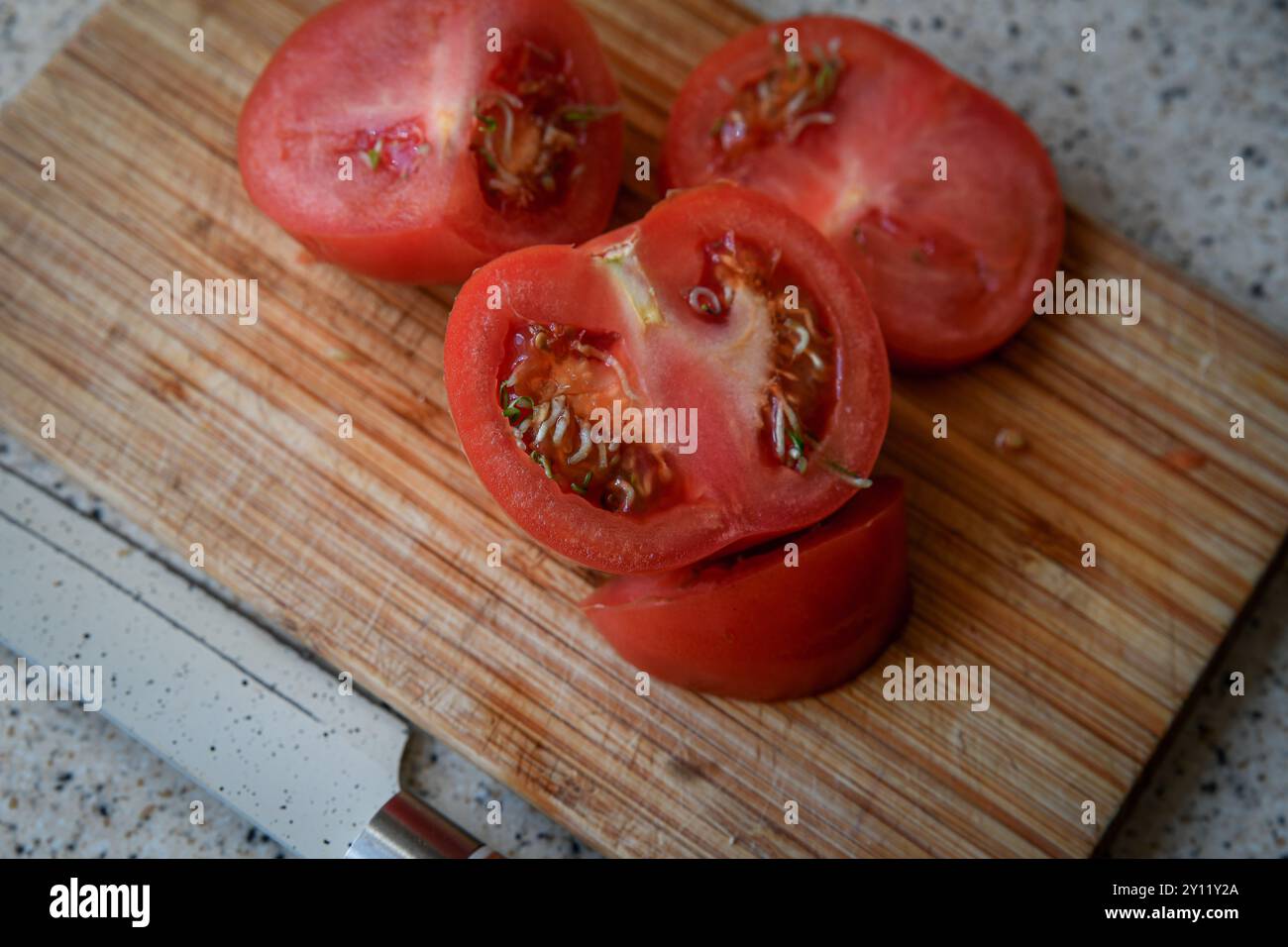 Vivipary seeds germinating inside overripe tomato on the cutting desk ...