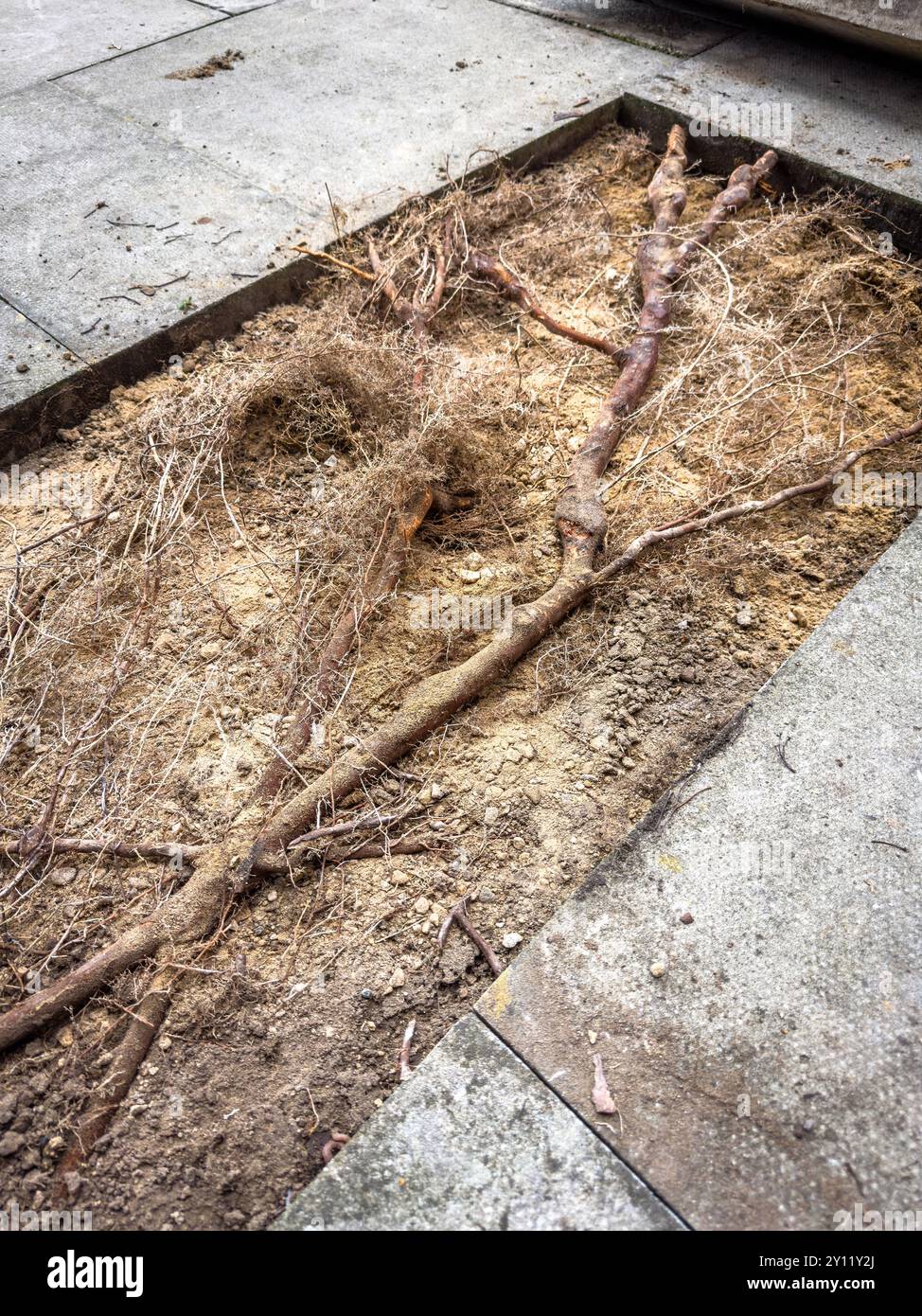 Growing roots of a tree destroying a pavement walkway close up ...