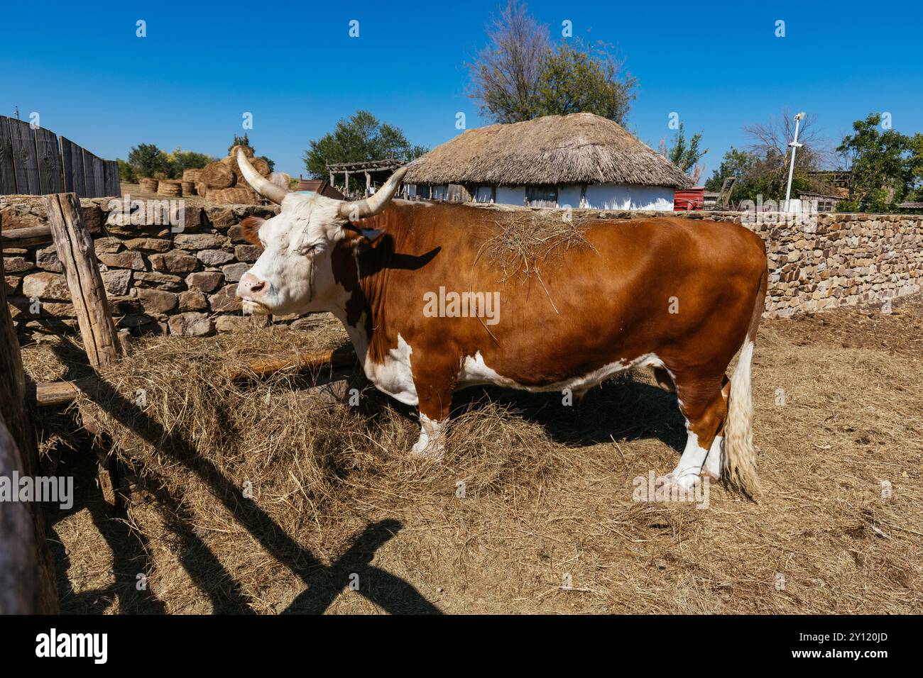Large horned bull in corral at village Stock Photo - Alamy