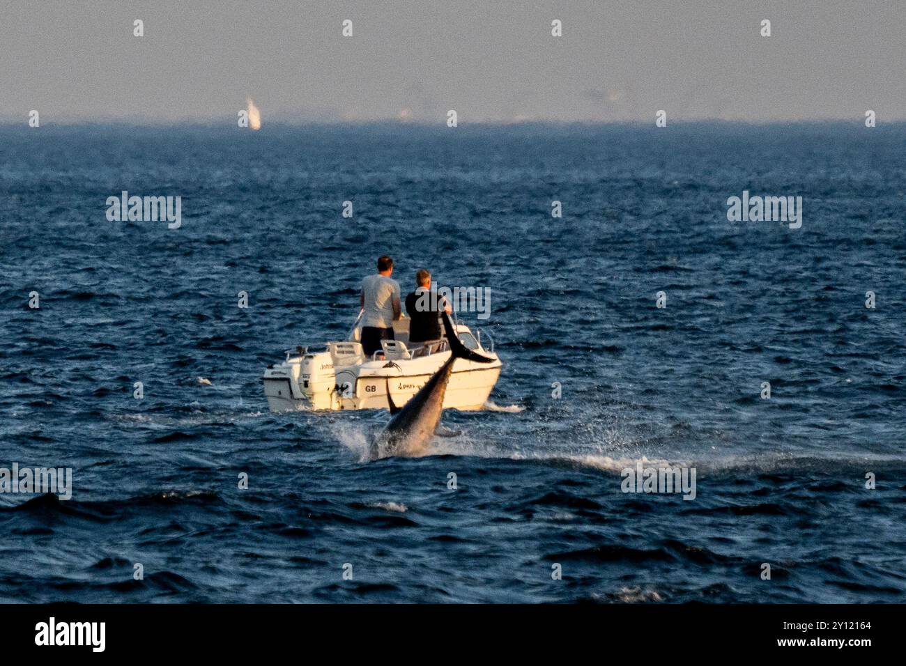 Atlantic bluefin tuna herring hi-res stock photography and images - Alamy